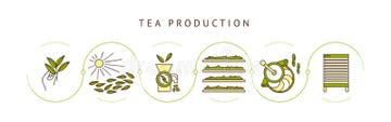 The Process of Making Tea by Stages Stock Vector - Illustration of ...