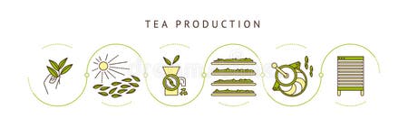 The Process of Making Tea by Stages Stock Vector - Illustration of ...