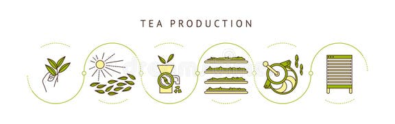 The Process of Making Tea by Stages Stock Vector - Illustration of ...
