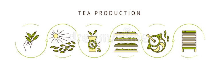 The Process of Making Tea by Stages Stock Vector - Illustration of ...