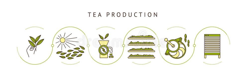 The Process of Making Tea by Stages Stock Vector - Illustration of ...