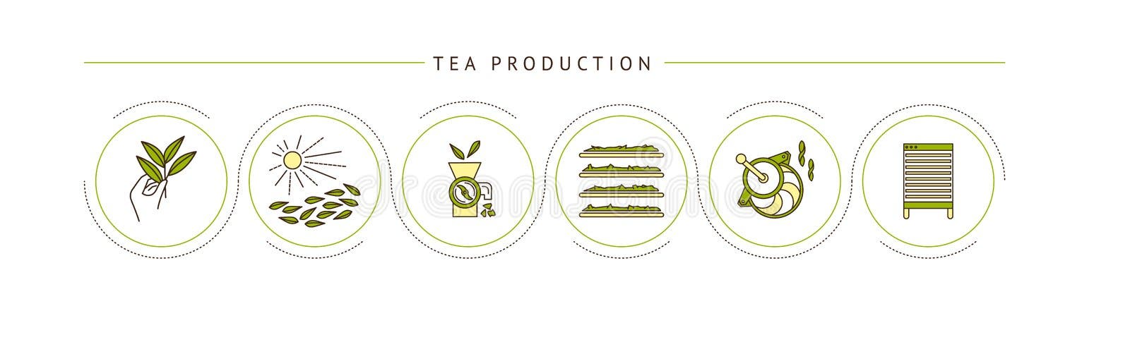 The Process of Making Tea by Stages Stock Vector - Illustration of ...