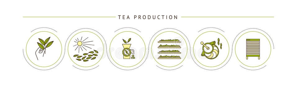 The Process of Making Tea by Stages Stock Vector - Illustration of ...