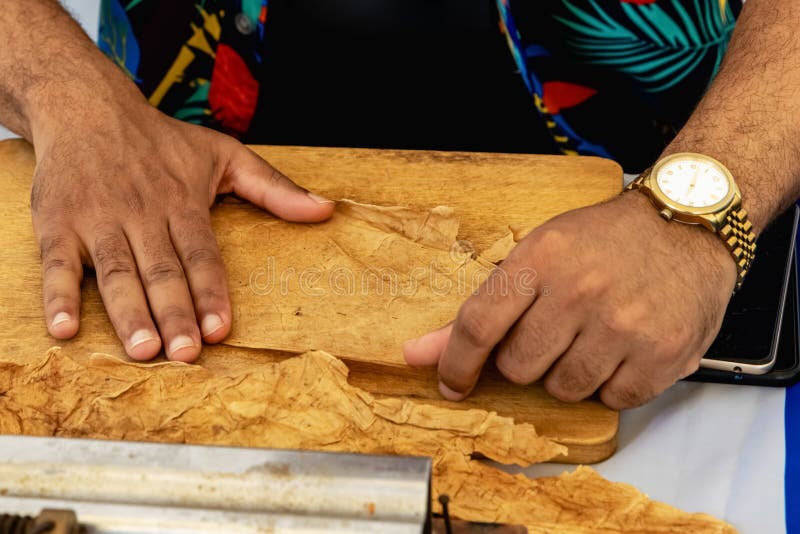 Process of Making Traditional Cigars from Tobacco Leaves with Hands ...