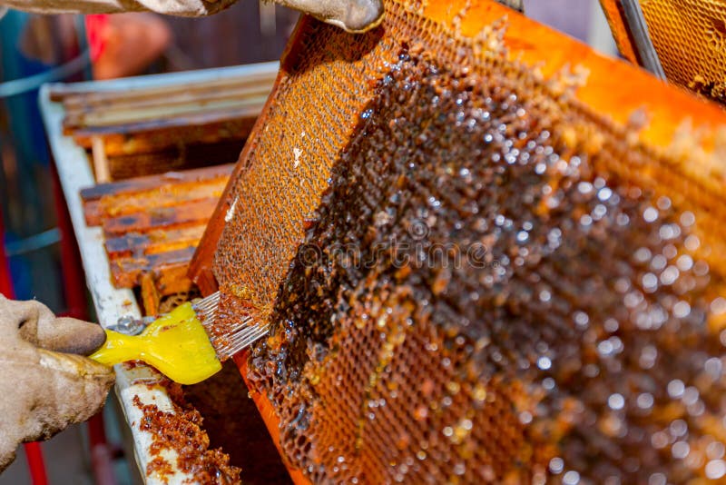 224 Honey Extraction Process Stock Photos - Free & Royalty-Free Stock ...