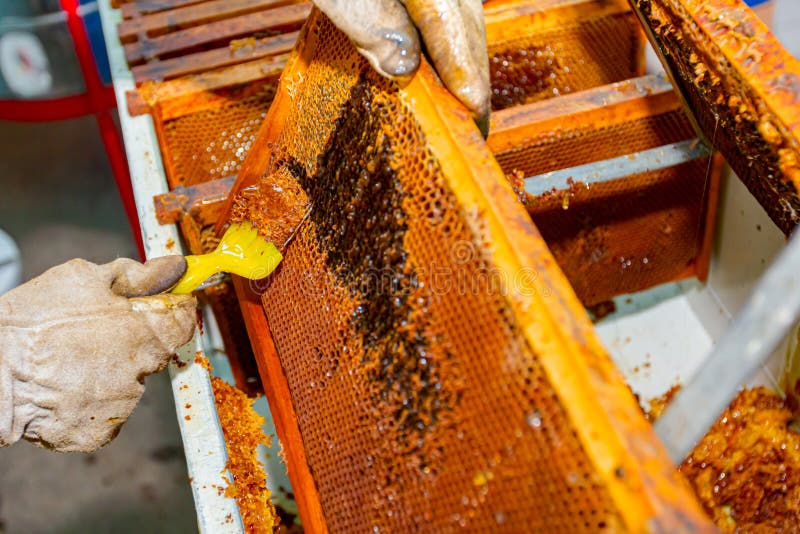 Process of Manually Opening the Honeycomb, Preparation for Extracting ...