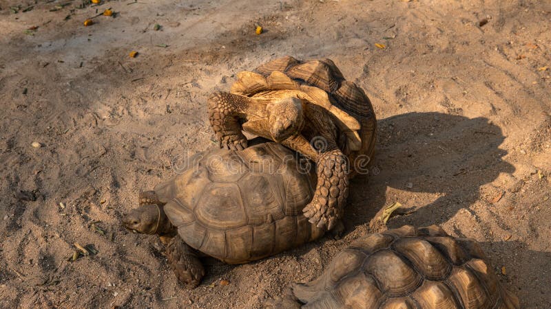 .the Process of Mating Turtles in the Zoo. Breeding Turtles Around the ...