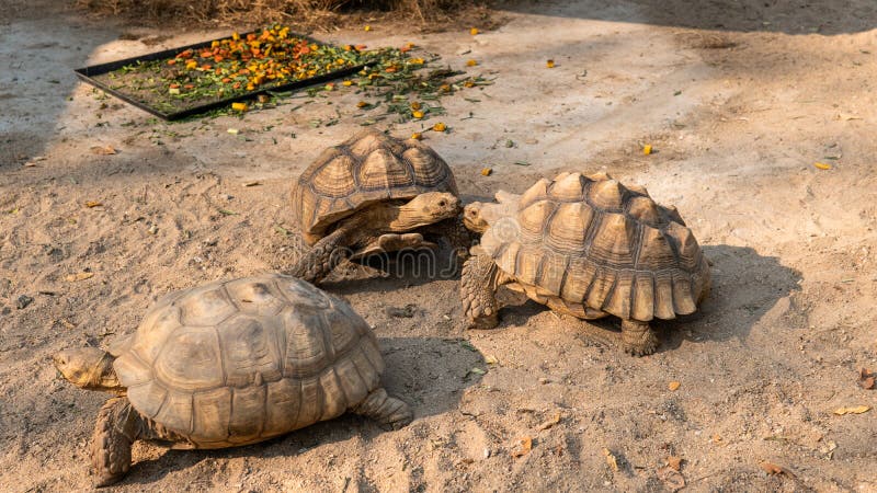 .the Process of Mating Turtles in the Zoo. Breeding Turtles Around the ...
