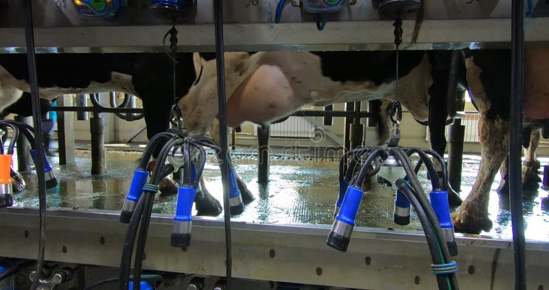 The Process of Milking Cows on the Farm. Stock Video - Video of factory ...