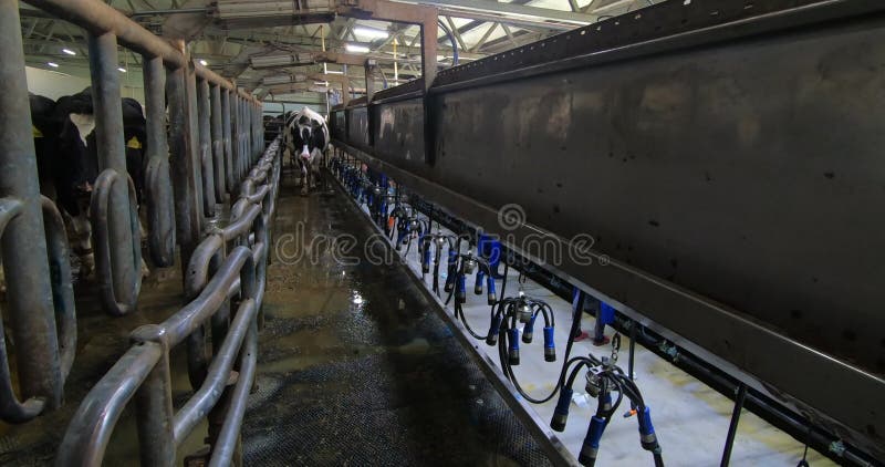 The Process of Milking Cows on the Farm. Stock Video - Video of factory ...