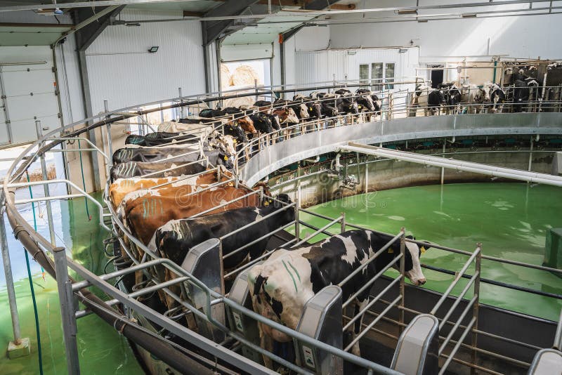Process of Milking Cows on Industrial Rotary Equipment on Dairy Farm ...