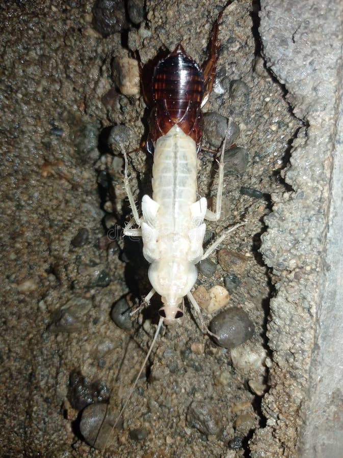 Molting Cockroach Stock Photos - Free & Royalty-Free Stock Photos from ...
