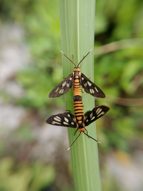 The process of moth mating stock photo. Image of female - 382146566