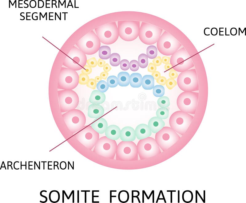 Neurulation. the Process of Neurulation . Human Embryonic Development ...