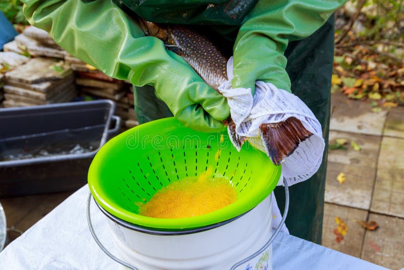 The Process of Obtaining Yellow Caviar from Brook Trout. Fish Farming ...