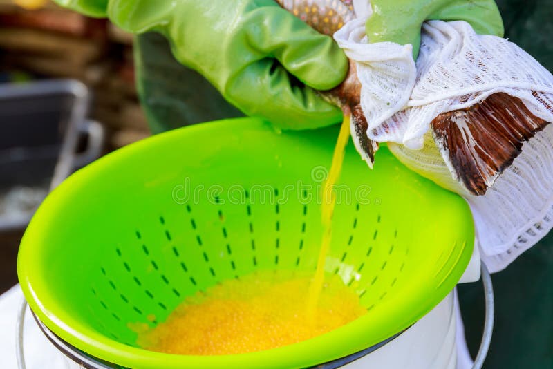 The Process of Obtaining Yellow Caviar from Brook Trout. Fish Farming ...