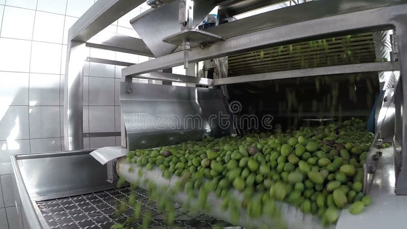 The Process of Olive Cleaning and Defoliation in a Modern Italian Oil ...