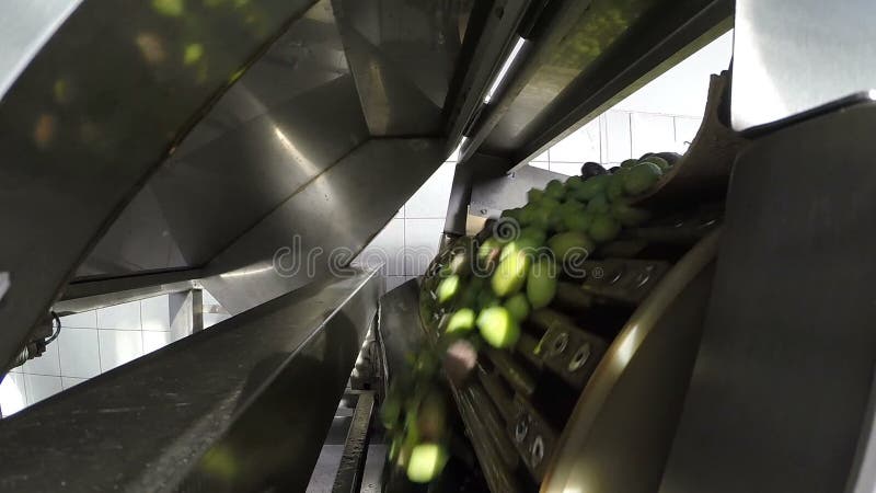 The Process of Olive Cleaning and Defoliation in a Modern Italian Oil ...