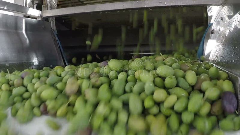 The Process of Olive Cleaning and Defoliation in a Modern Italian Oil ...