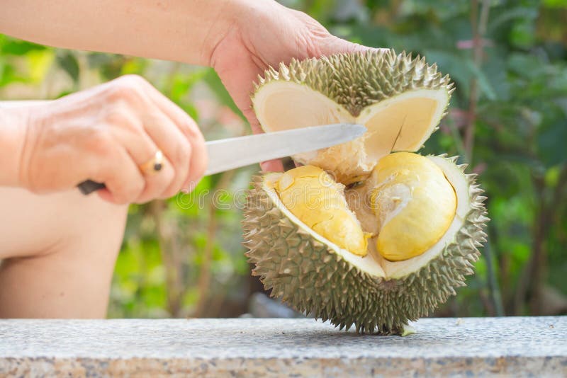 Opening Durian with Old Women S Hands at Fruit Vendor Shop Stock Photo ...