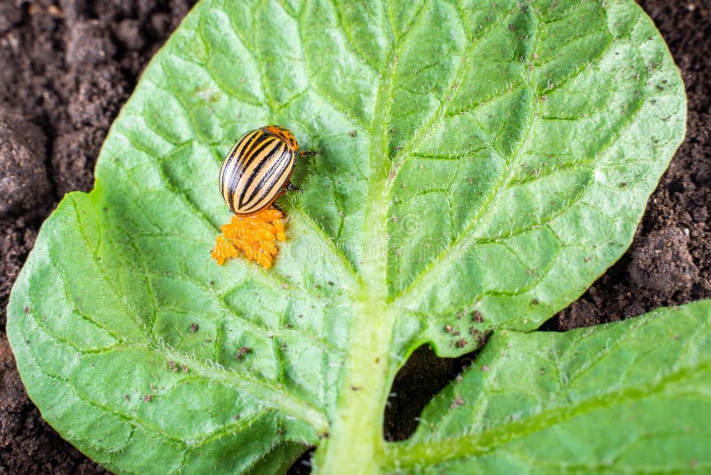 The Process of Oviposition by the Colorado Potato Beetle on a Potato ...