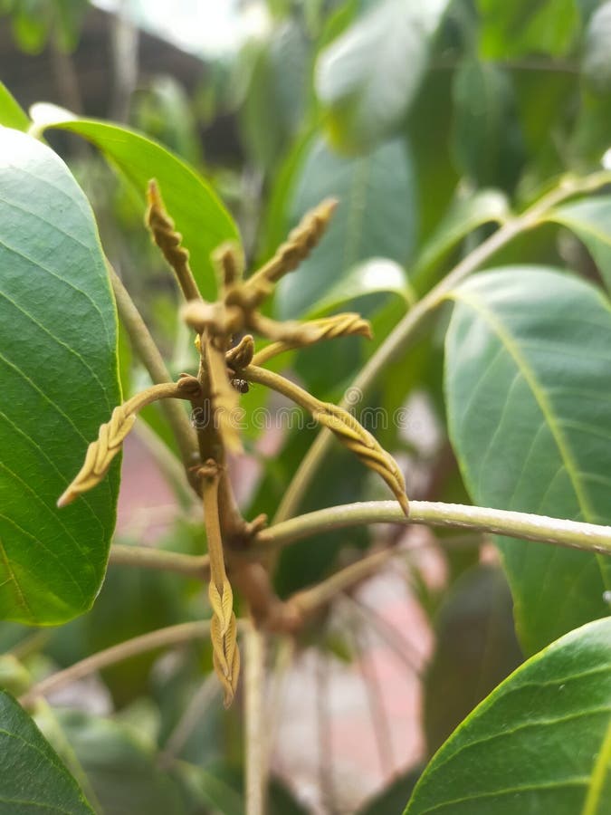 The Process of Photosynthesis in Longan Fruit Plants Stock Photo ...