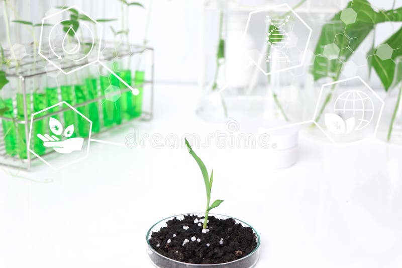 Process of Plant Growth with Fertilizer and Development, Young Tree ...