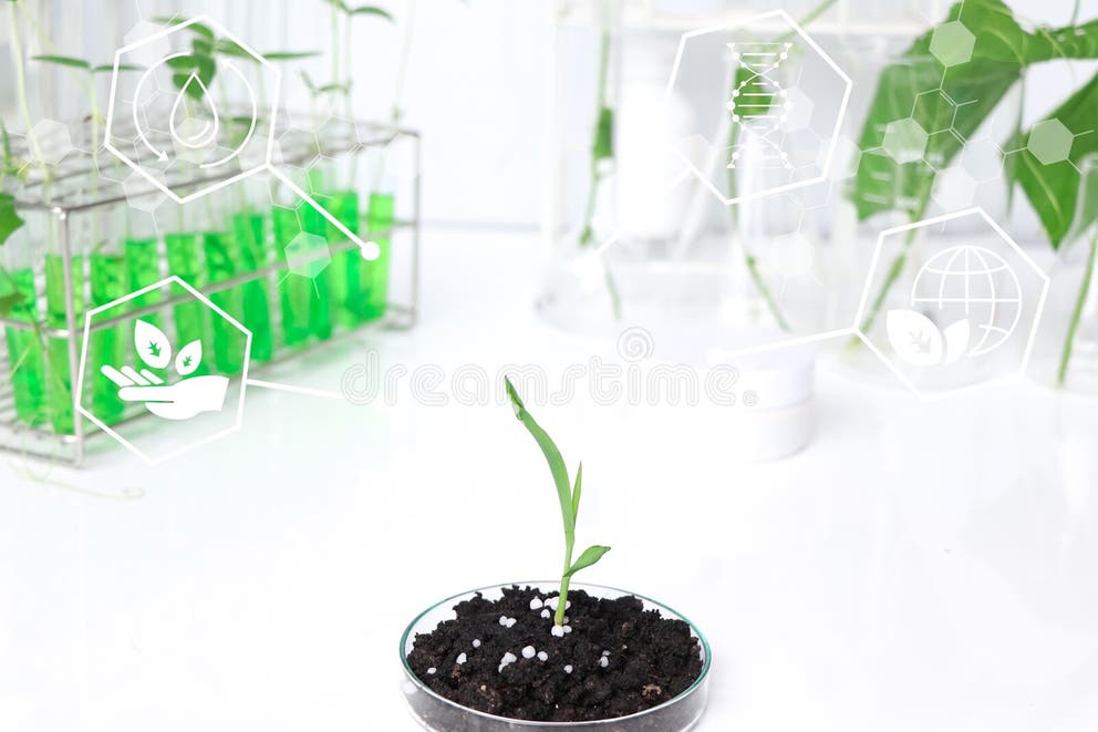 Process of Plant Growth with Fertilizer and Development, Young Tree ...