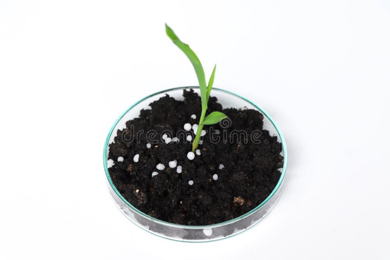 Process of Plant Growth with Fertilizer and Development, Young Tree ...
