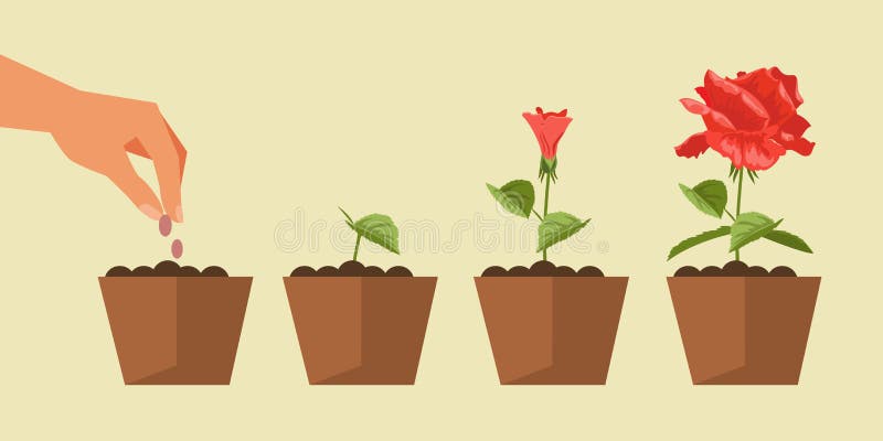 The Process of Plant Growth Stock Vector - Illustration of garden, soil ...