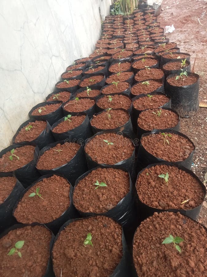 The Process of Planting Devil Chili Seeds Stock Photo - Image of ...