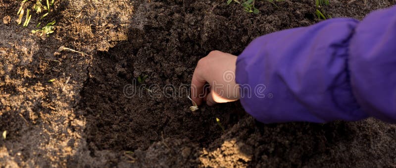 The Process of Planting Germinated Corn Kernels Stock Photo - Image of ...
