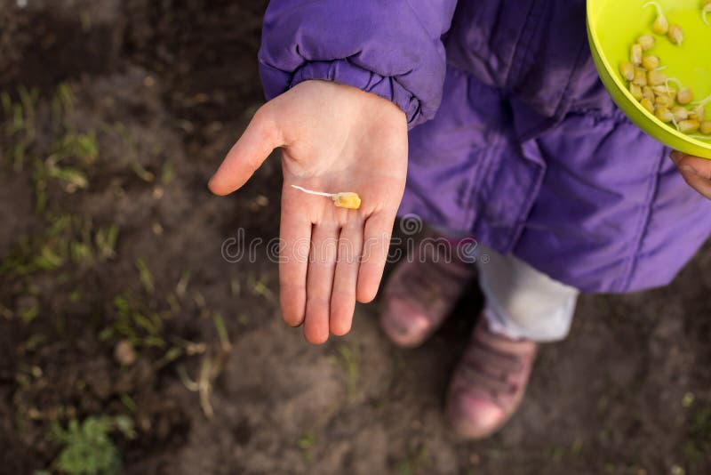 The Process of Planting Germinated Corn Kernels Stock Photo - Image of ...