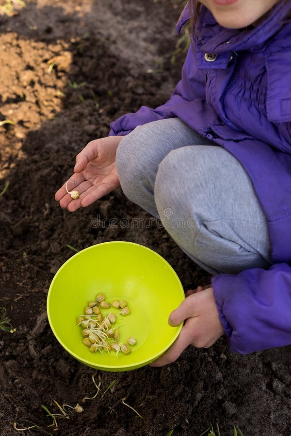 The Process of Planting Germinated Corn Kernels Stock Image - Image of ...