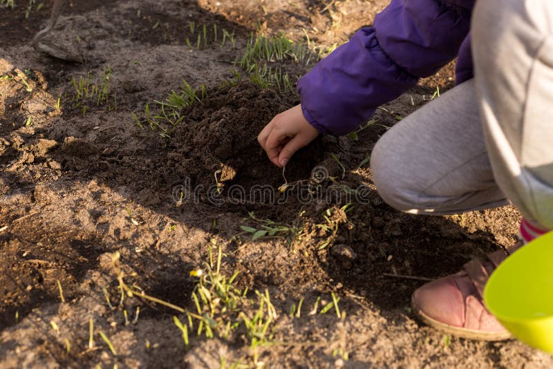 The Process of Planting Germinated Corn Kernels Stock Photo - Image of ...