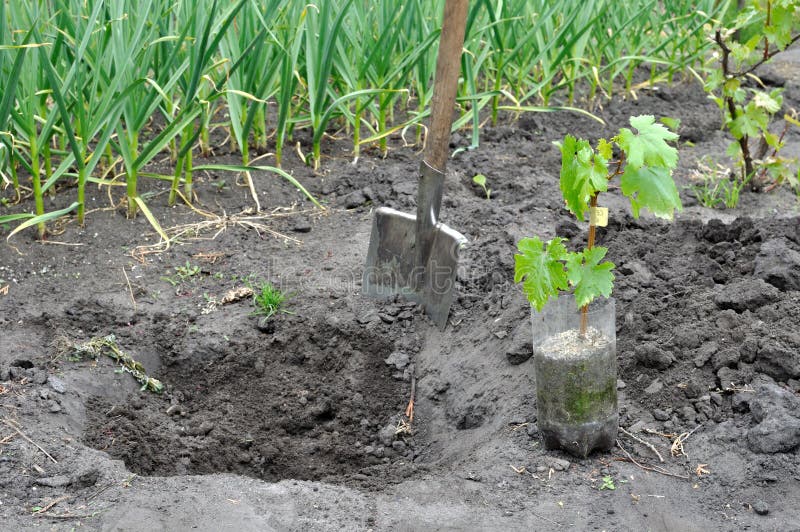 Process of Planting Grape Vine Seedlings Stock Photo - Image of ...