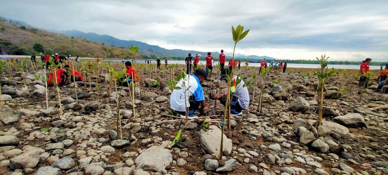 Process of Planting Mangrove Seedlings Editorial Stock Photo - Image of ...