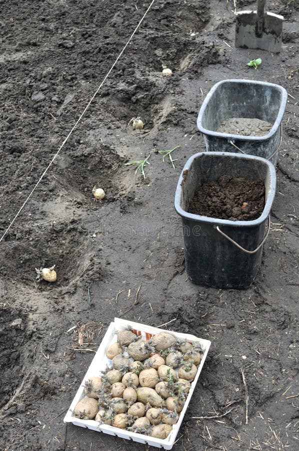 Potato plantation stock image. Image of potato, farming - 19262839