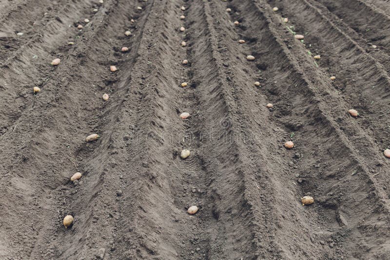 Process of Planting Potato Field in the Vegetable Garden, Close Up ...