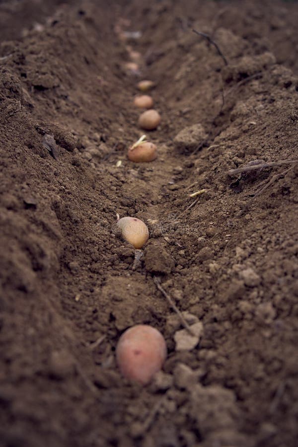 The Process of Planting Potatoes Using Plows in Rows Stock Photo ...
