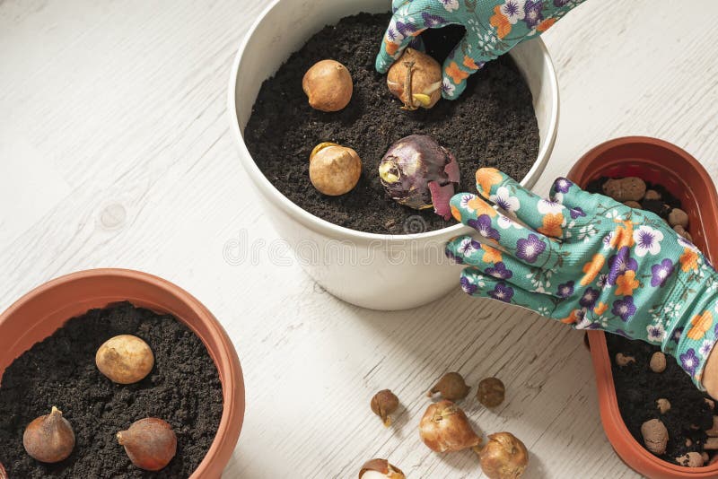 The Process of Planting Spring Flower Bulbs Stock Image - Image of ...