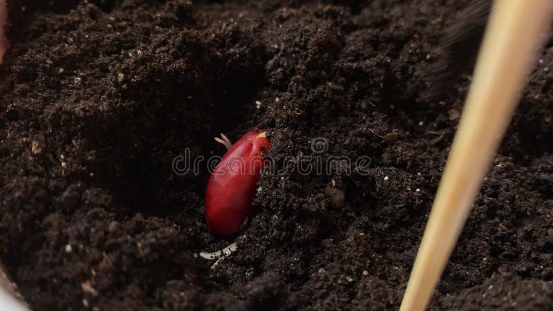 Process of Planting Sprouted Red Bean Seed in the Soil Stock Footage ...