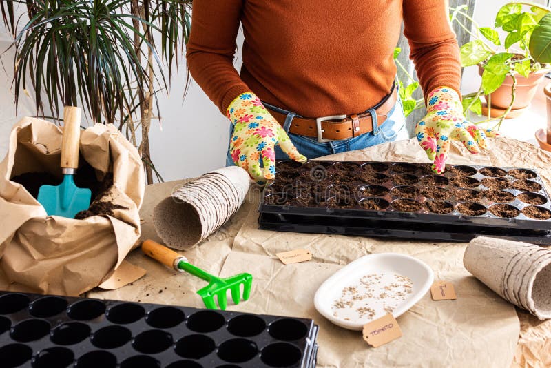 Woman is Planting Seedlings at Home Stock Photo - Image of home ...