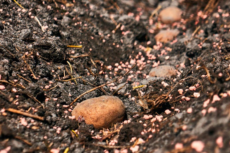 Process of Potato Planting Closeup Stock Photo - Image of ground, human ...