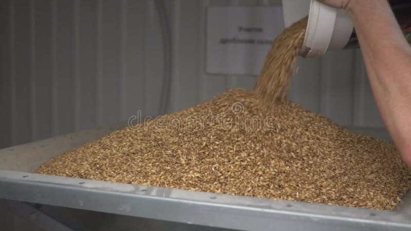 The Process of Pouring Brewing Malt into the Malt Hopper of Crushing ...