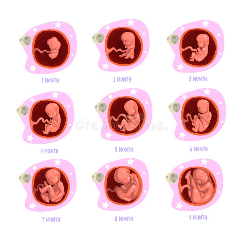 Vector Illustration Stages Of Fetal Development Stock Vector