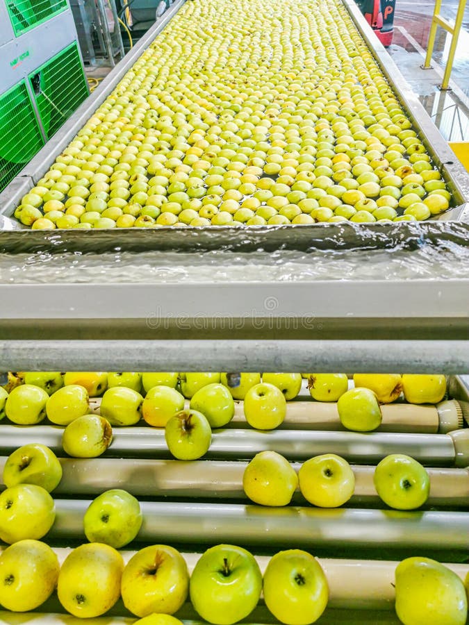 The Process of Preparing Apples and Their Processing in a Pool of Water ...