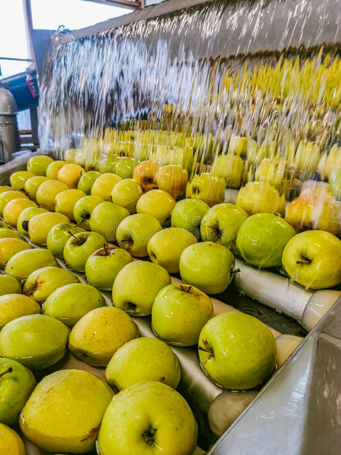 The Process of Preparing Apples and Their Processing in a Pool of Water ...