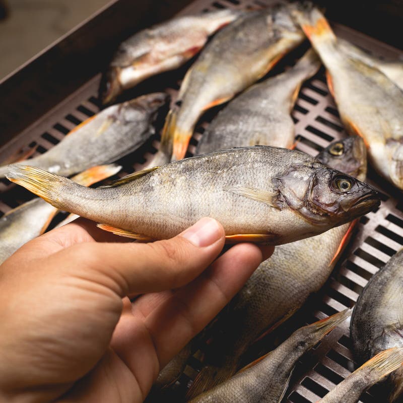 The Process of Preparing Dried Fish with an Automatic Dryer at Home ...