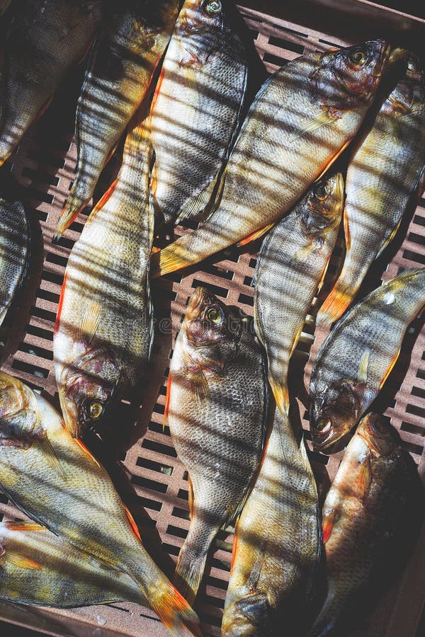 The Process of Preparing Dried Fish with an Automatic Dryer at Home ...